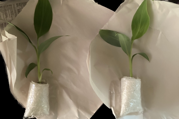 I Scream Banana Patch – Let it Grow Flower Farm