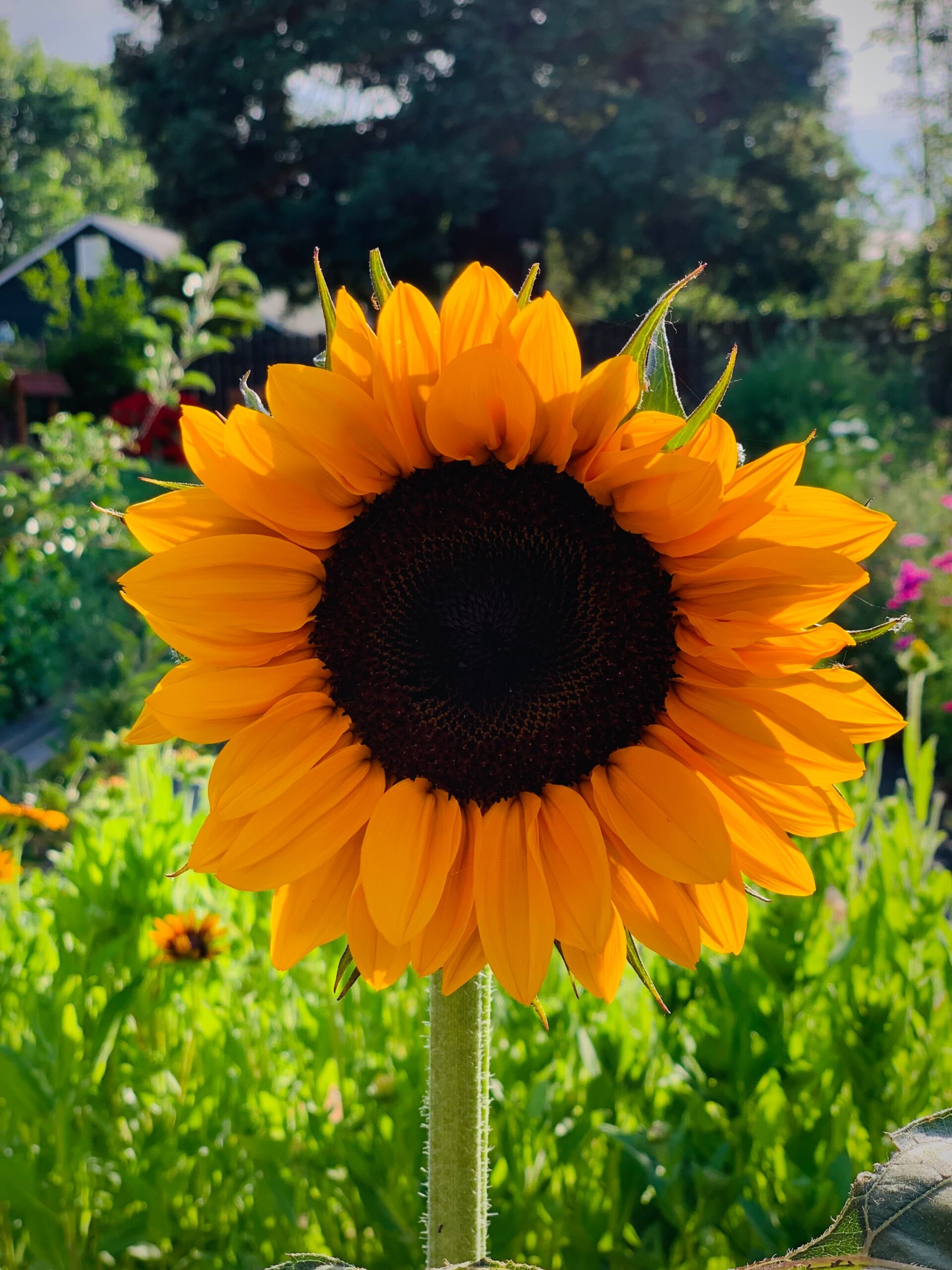 Sunflowers Sway – Let it Grow Flower Farm