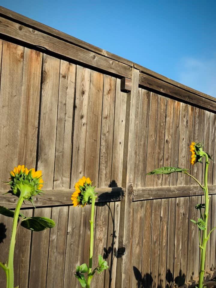 Sunflowers Sway – Let it Grow Flower Farm